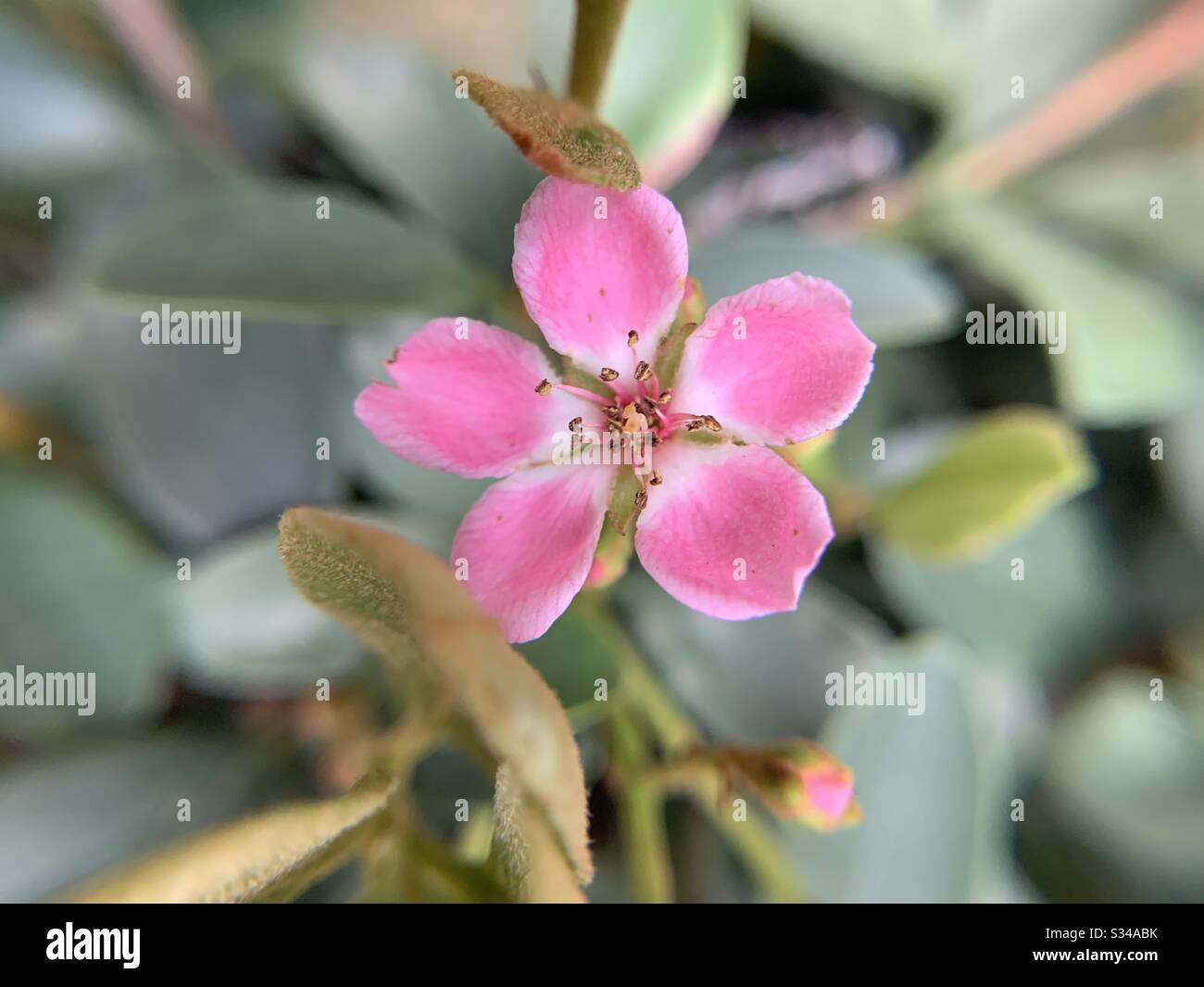 Pink hawthorne hi-res stock photography and images - Alamy