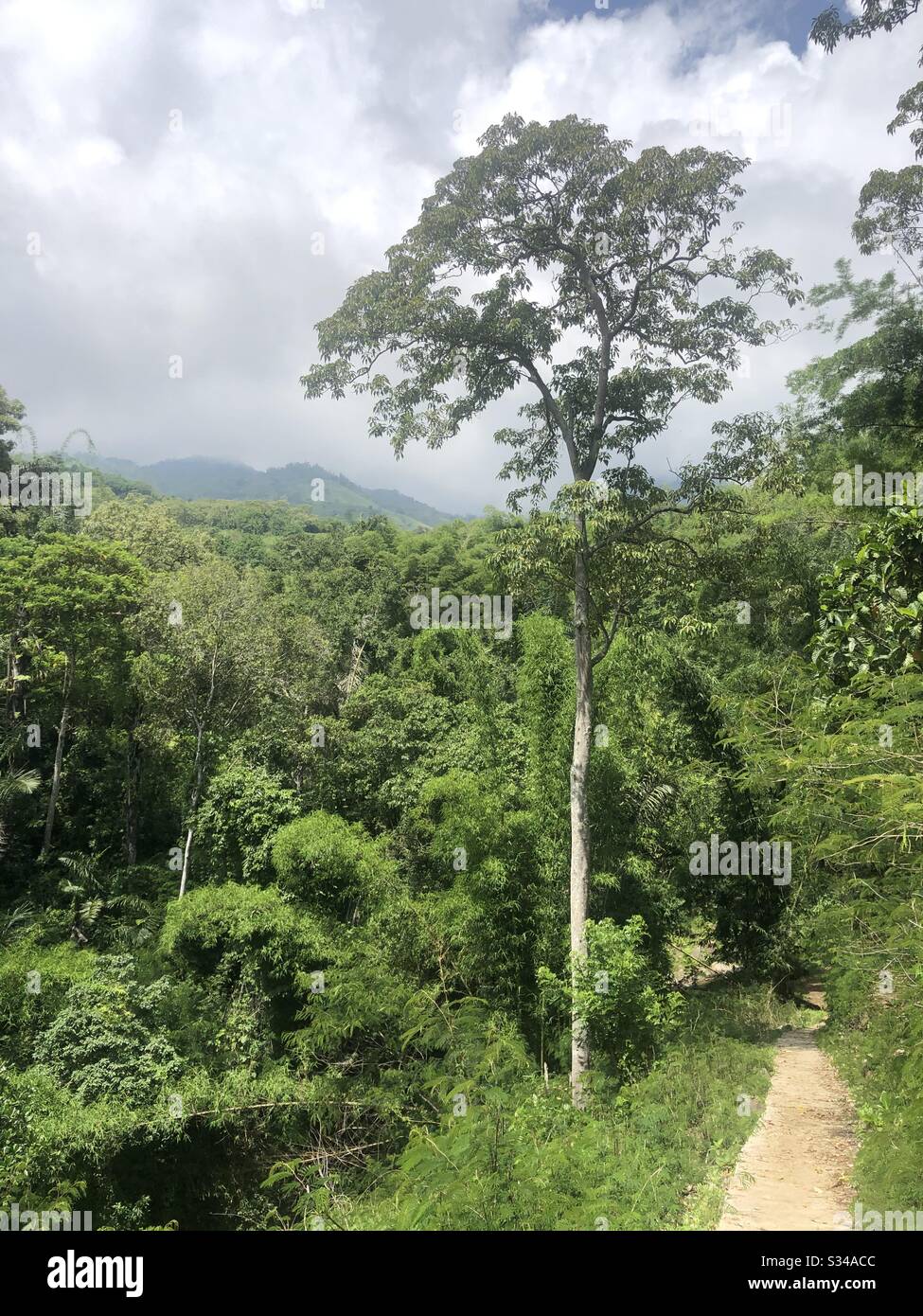 Flores forest hi-res stock photography and images - Alamy