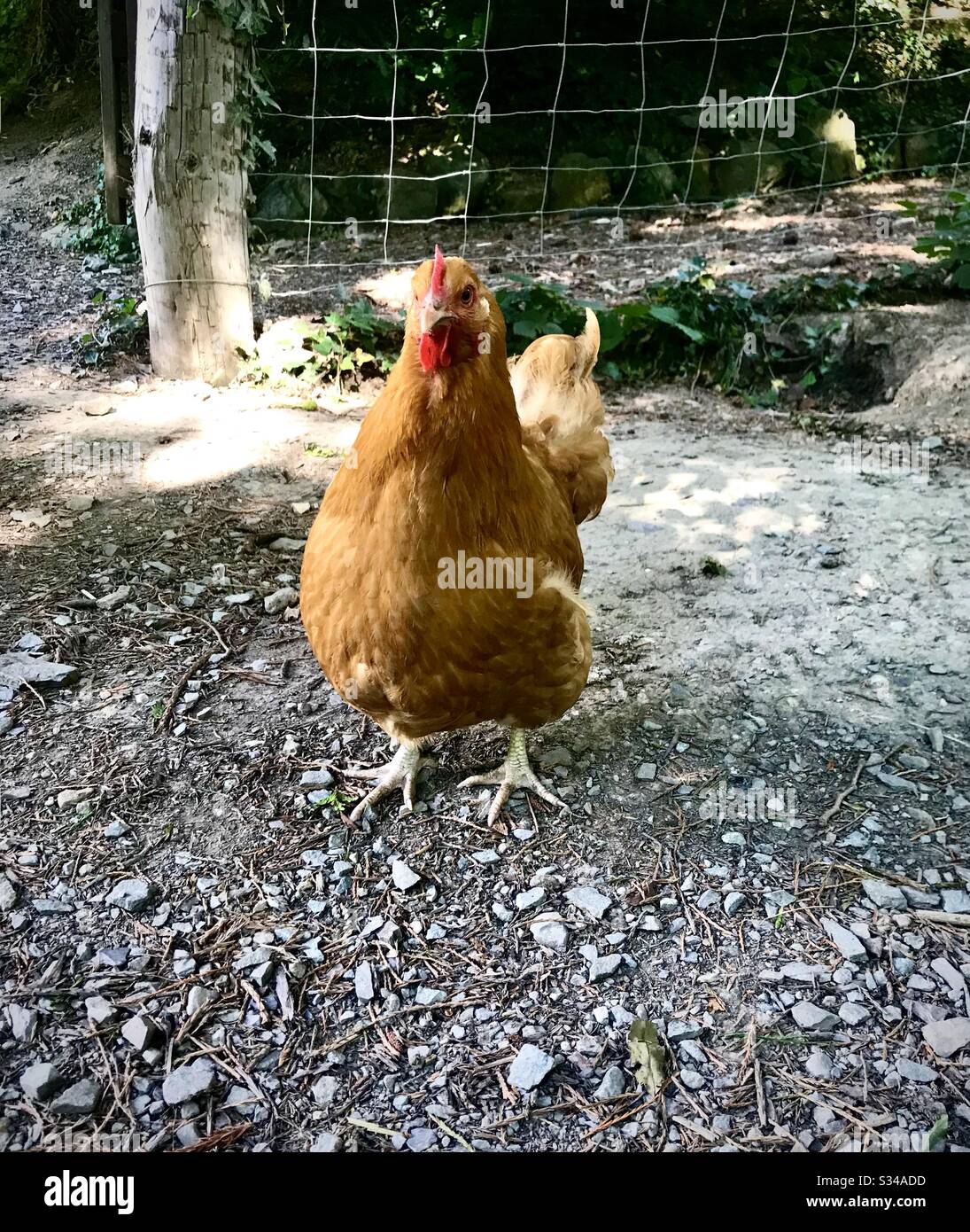 Golden hen hi-res stock photography and images - Alamy