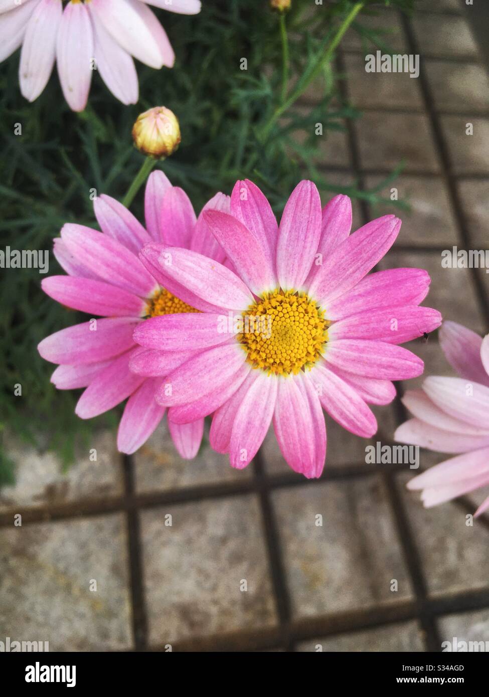 Pink dasies hi-res stock photography and images - Alamy