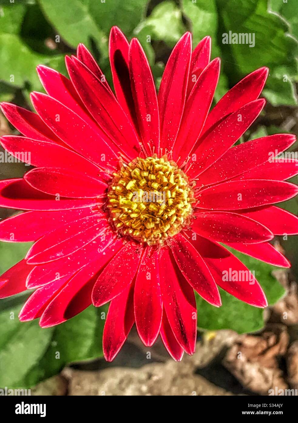 Red Gerber Daisy in the garden, overhead view Stock Photo - Alamy