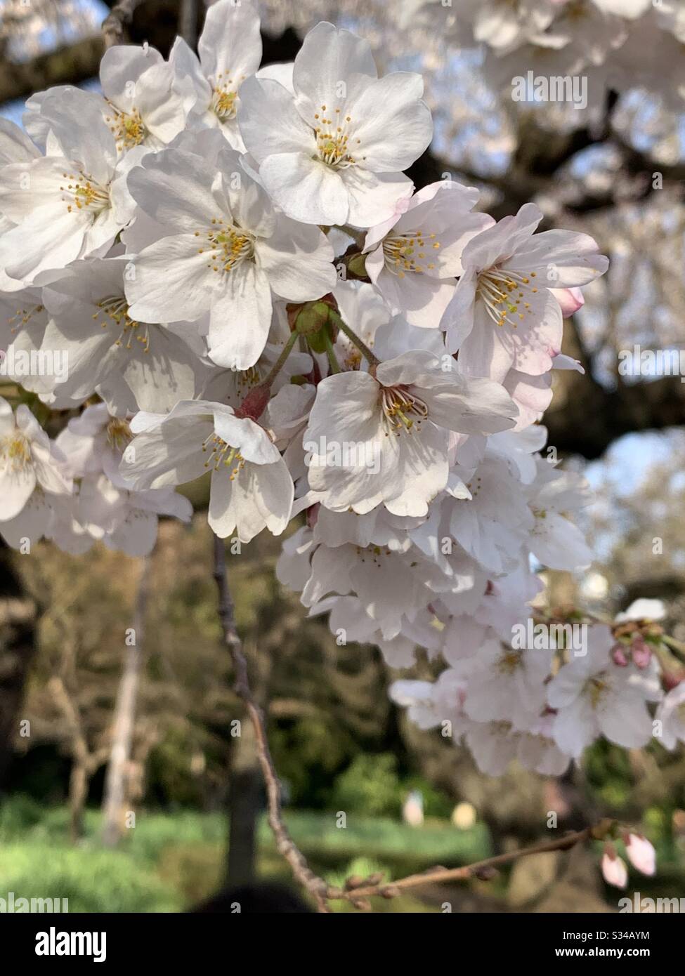 Sakura watching hi-res stock photography and images - Alamy