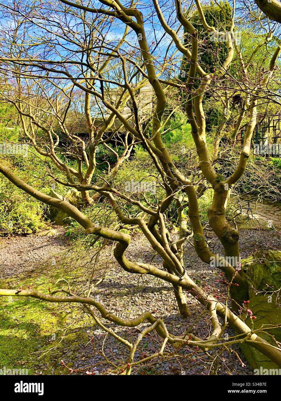 Tree branches in Japanese gardens Stock Photo - Alamy