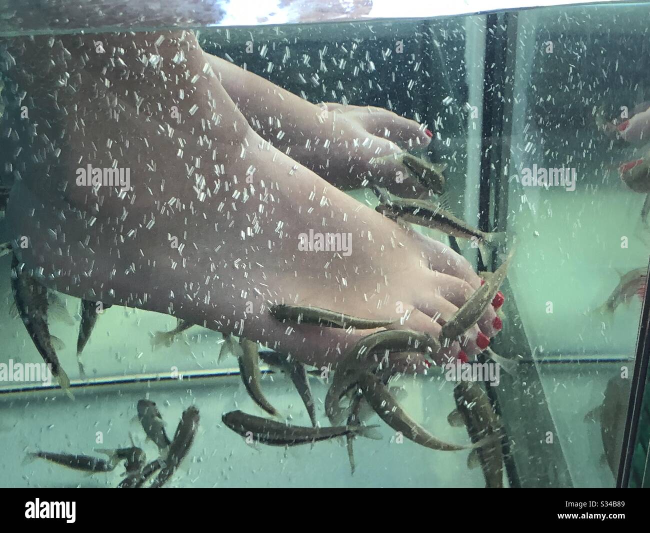 Fish with feet hi-res stock photography and images - Alamy