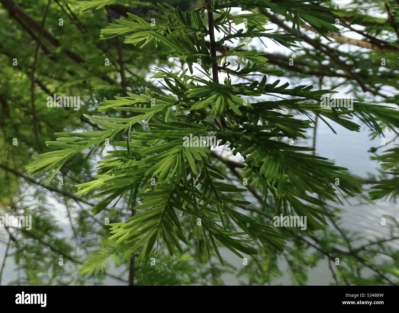 Pond Cypress ,Florida Stock Photo - Alamy