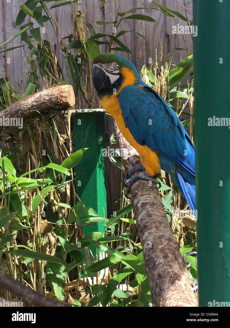 Polly parrot hi-res stock photography and images - Alamy