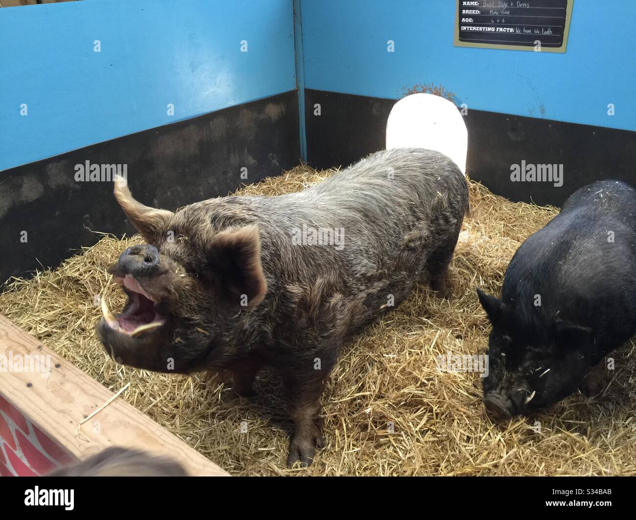 Wild Pig Wild Boar Tusks High Resolution Stock Photography and Images ...