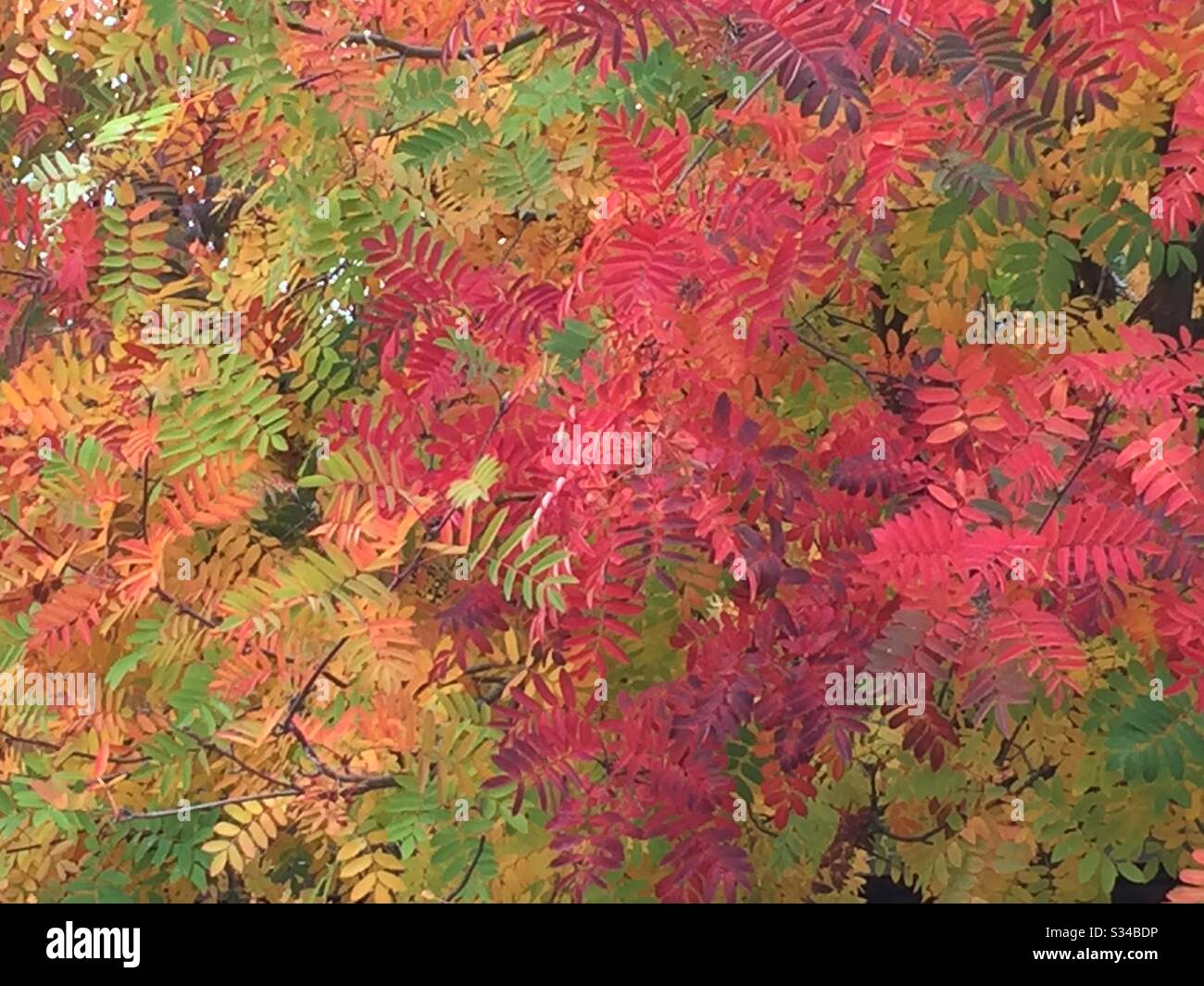 Autm hi-res stock photography and images - Alamy