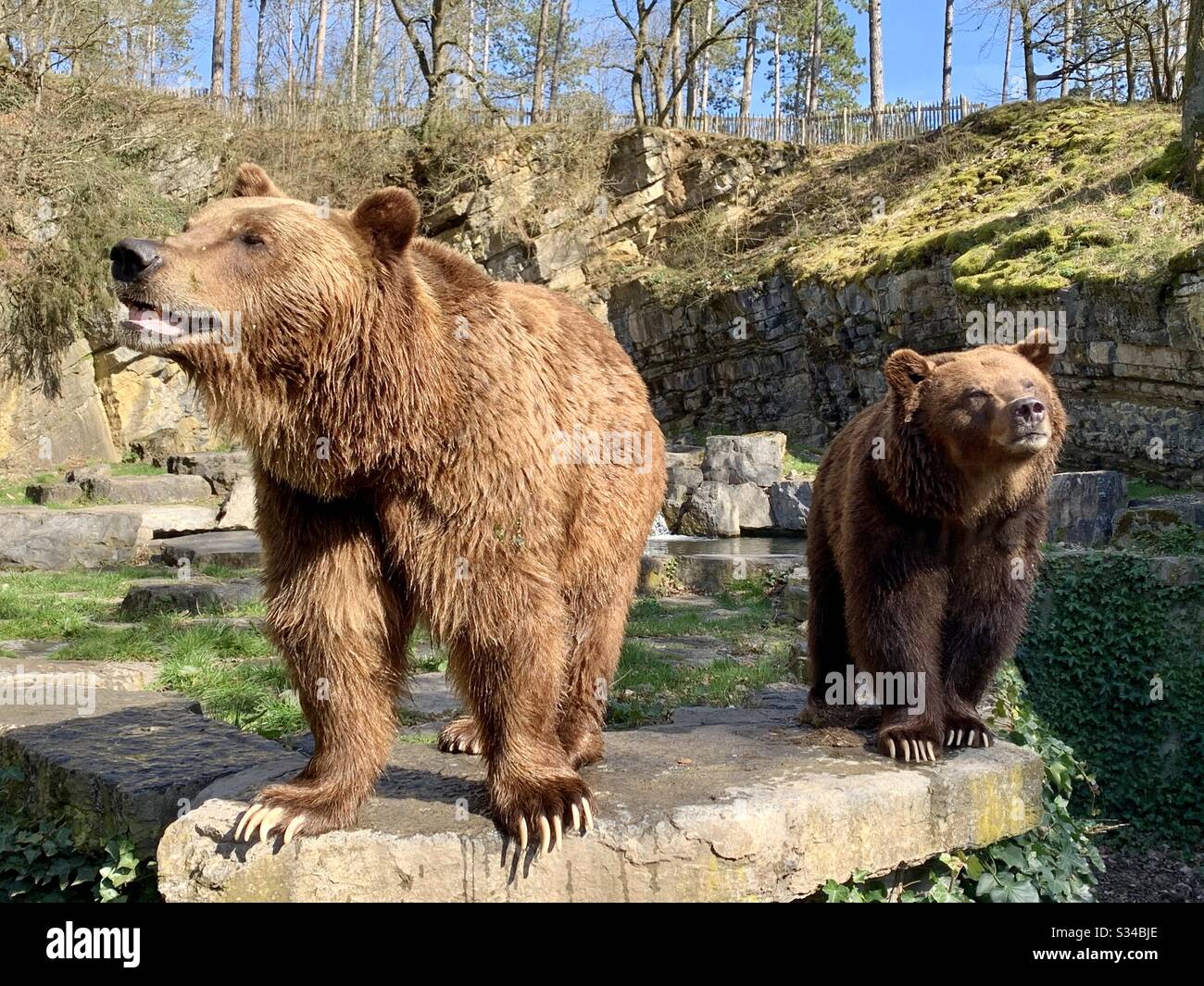 Couple zoo carnivore hi-res stock photography and images - Alamy