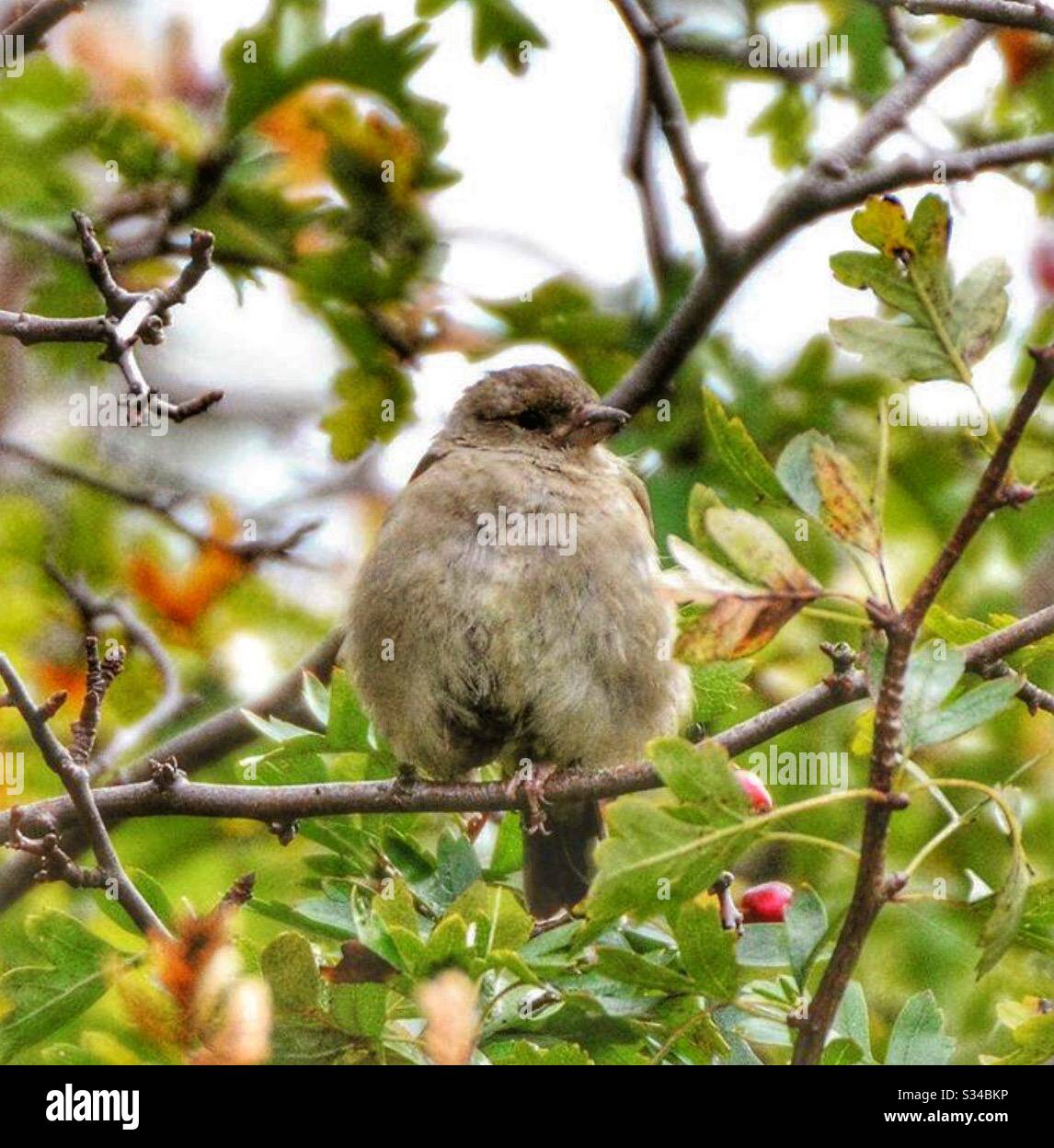 Bird fluffing feathers hi-res stock photography and images - Alamy