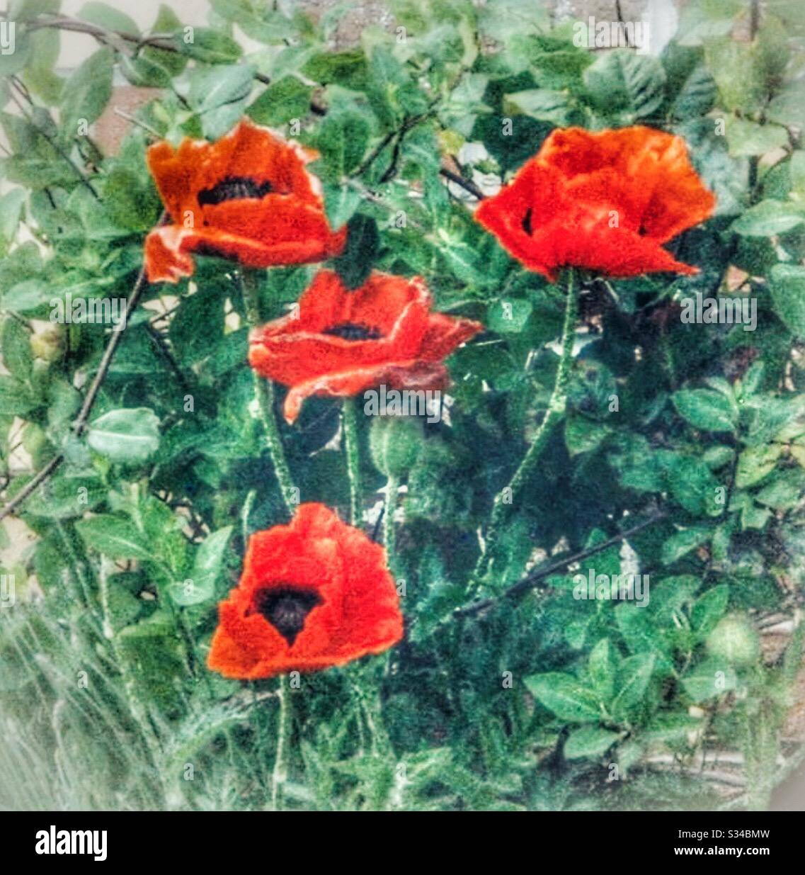 Poppy picture hi-res stock photography and images - Alamy