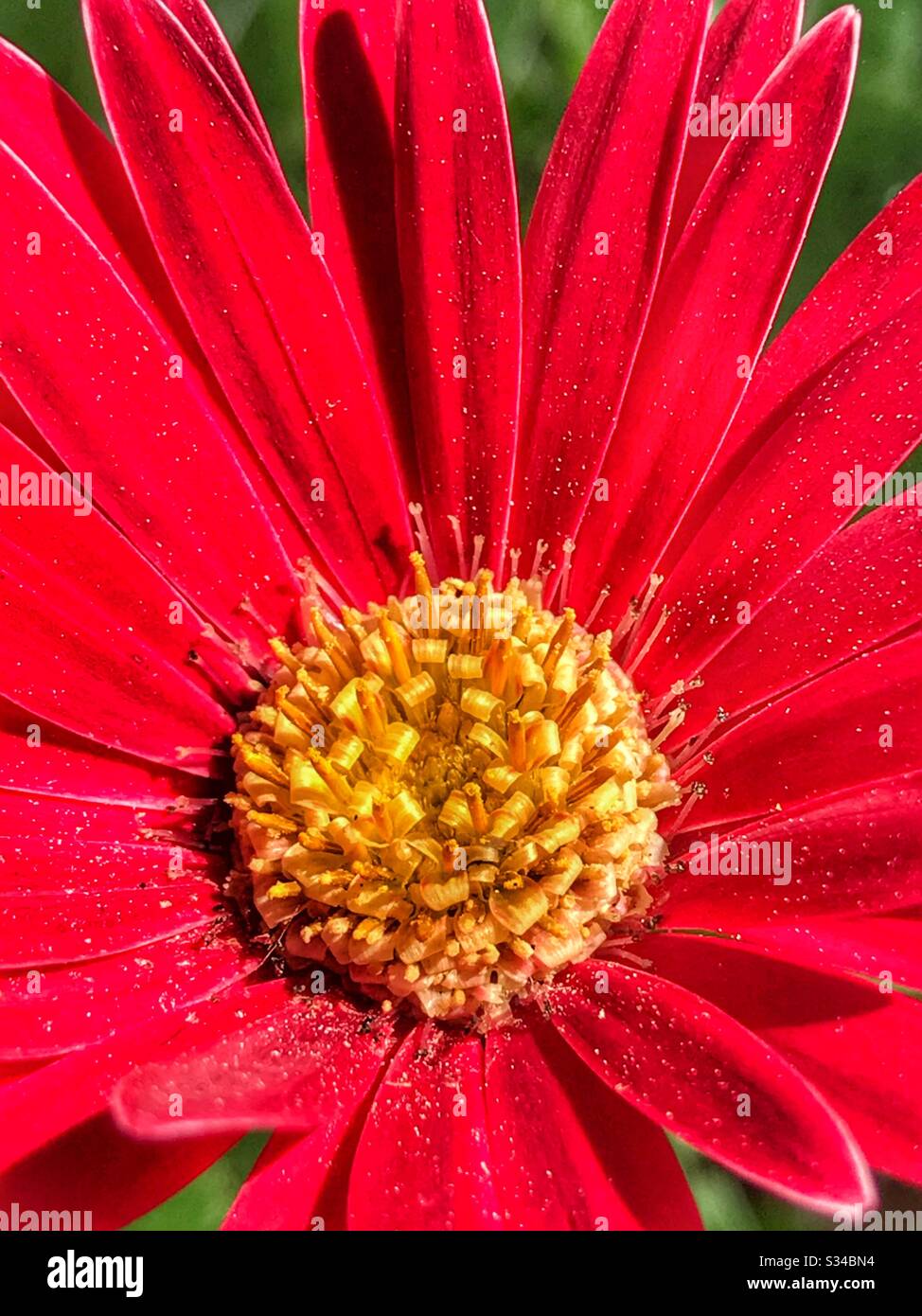Gerbera daisy center hi-res stock photography and images - Alamy