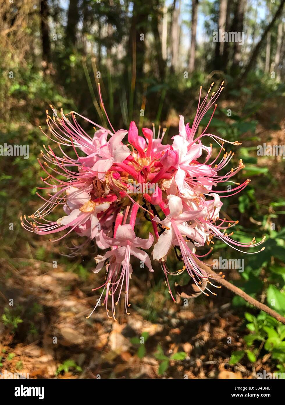 Sweet Pinxter Azalea flower head in full bloom in North Florida ...