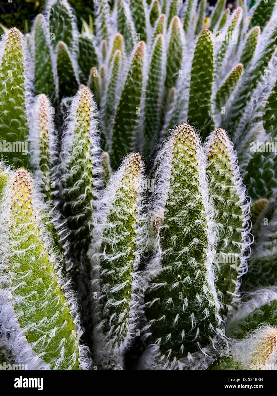 Types Of Fuzzy Succulents