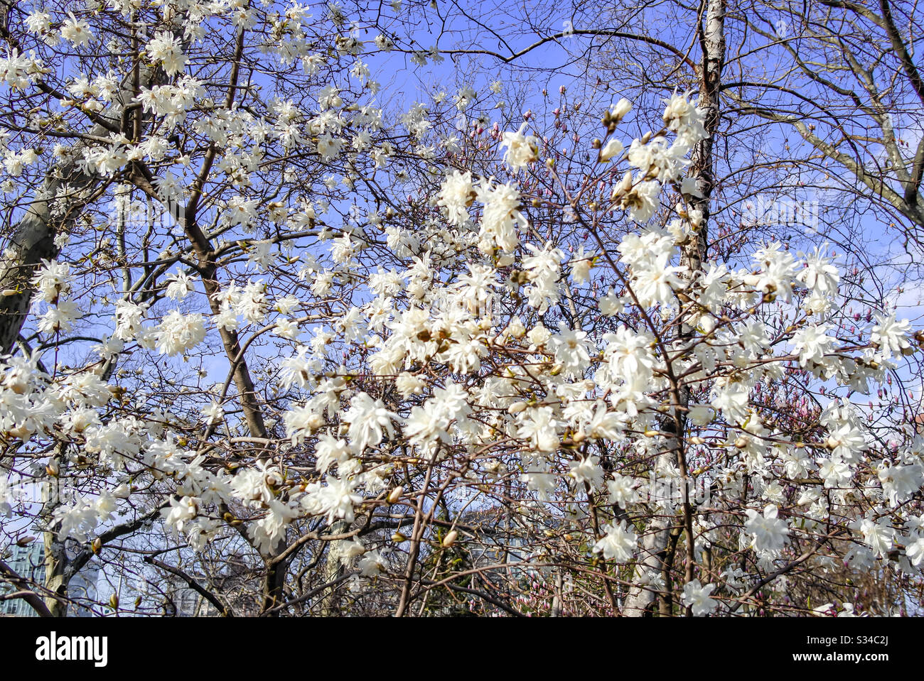 Spring blossom trees hi-res stock photography and images - Alamy