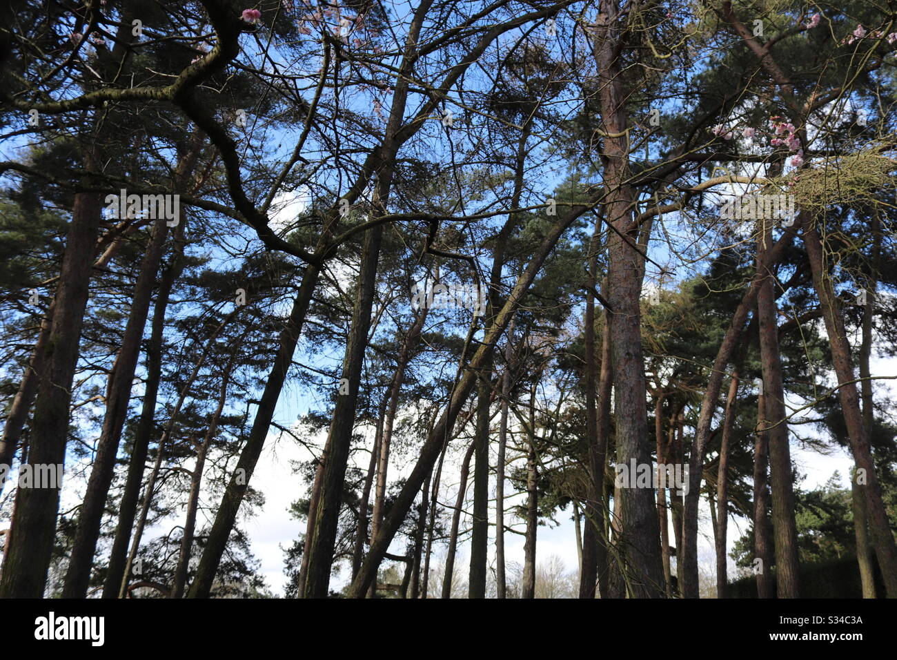 Norwich Trees High Resolution Stock Photography and Images - Alamy