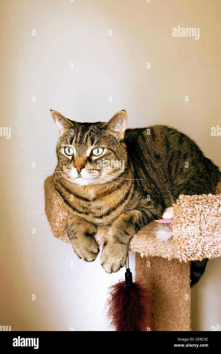 Self isolation pets hi-res stock photography and images - Alamy