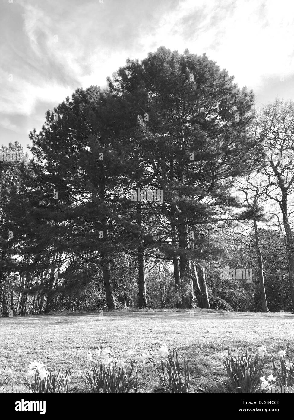 Tall trees Black and White Stock Photos & Images - Alamy