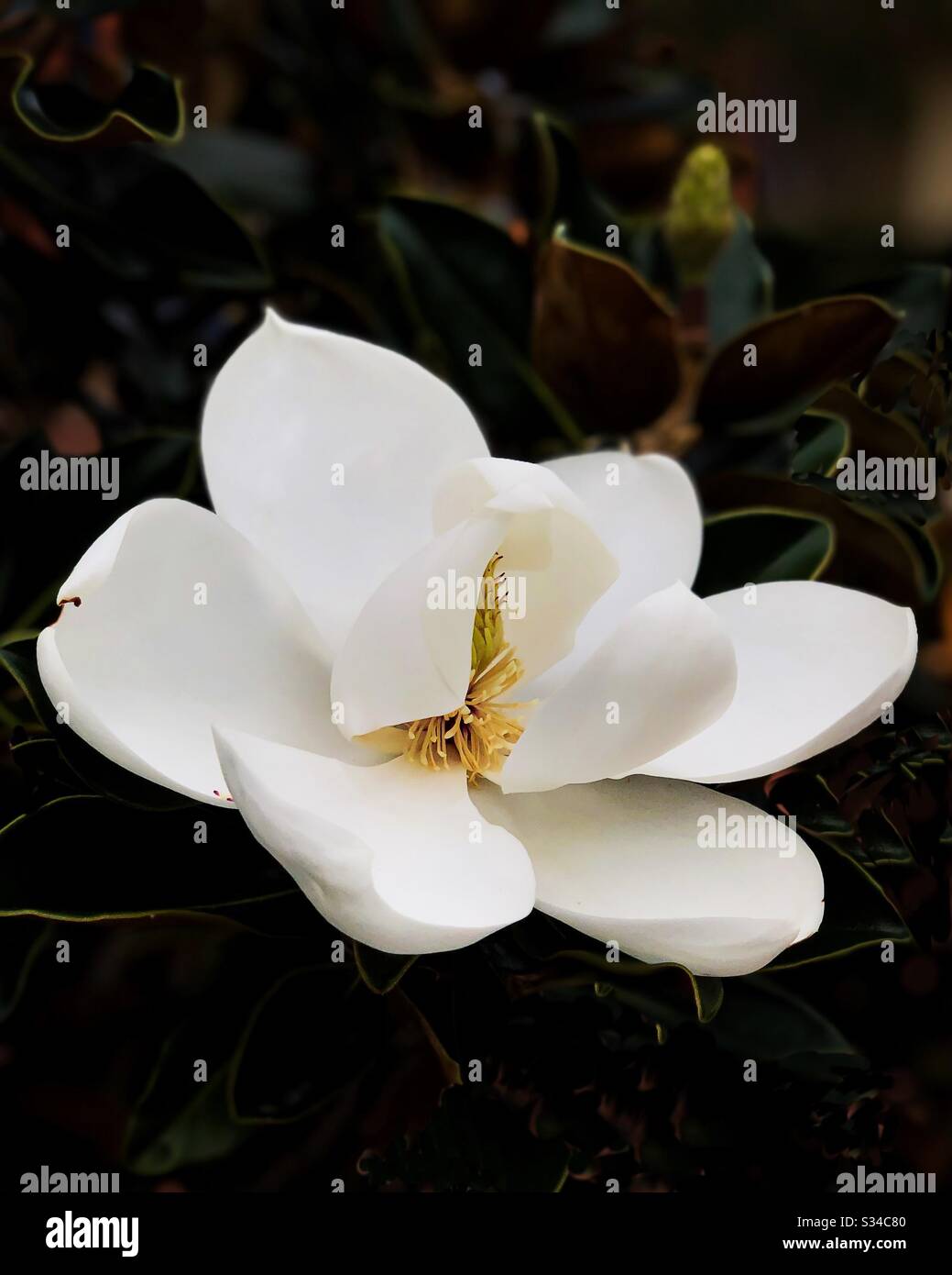 Magnolia little gem flower hi-res stock photography and images - Alamy