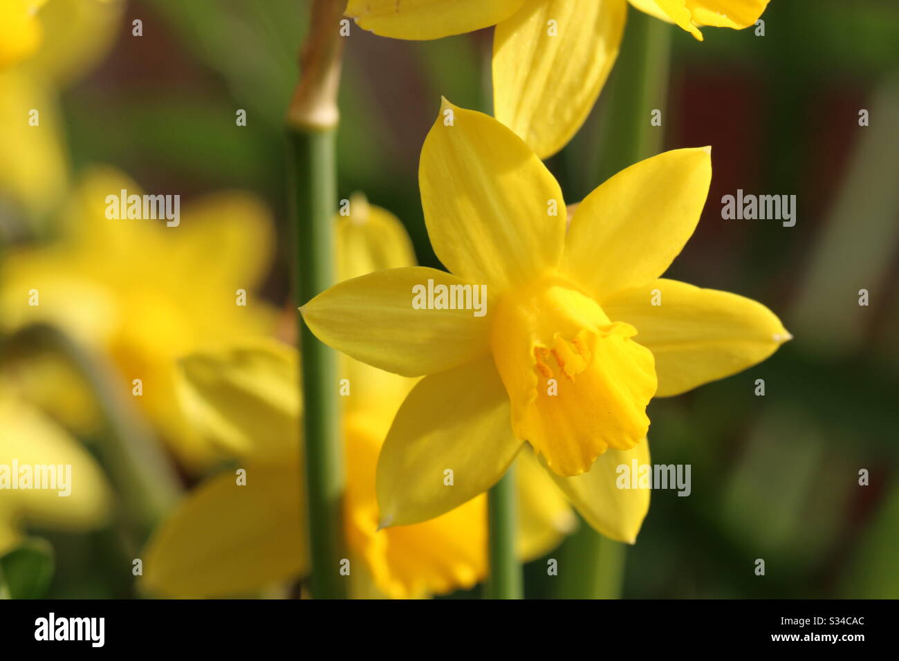 Yellow Daffodil in bloom Stock Photo - Alamy