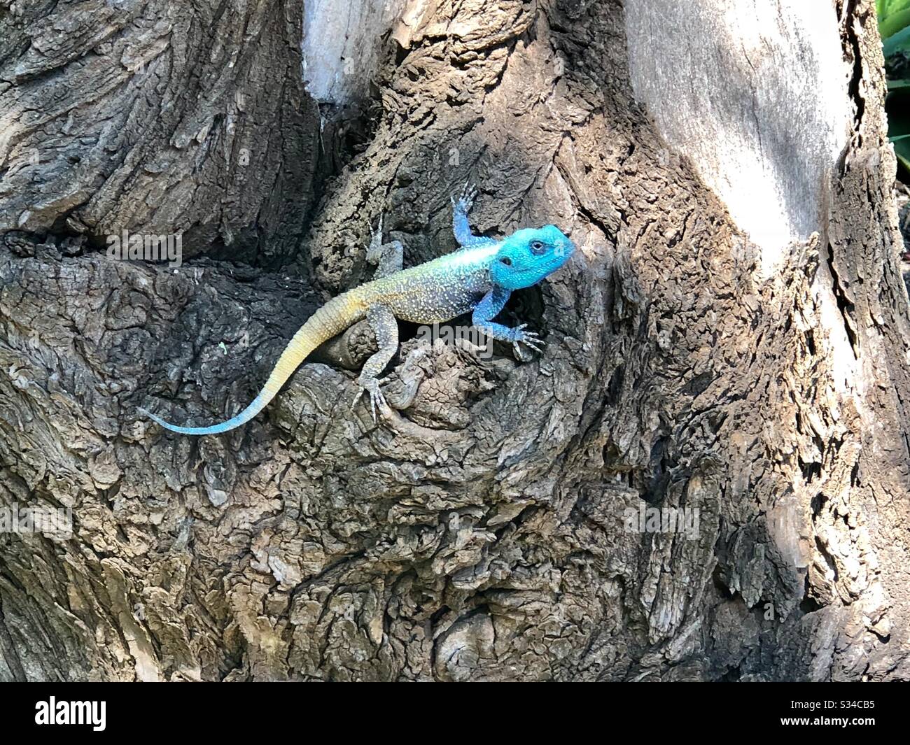 Blue lizard hi-res stock photography and images - Alamy