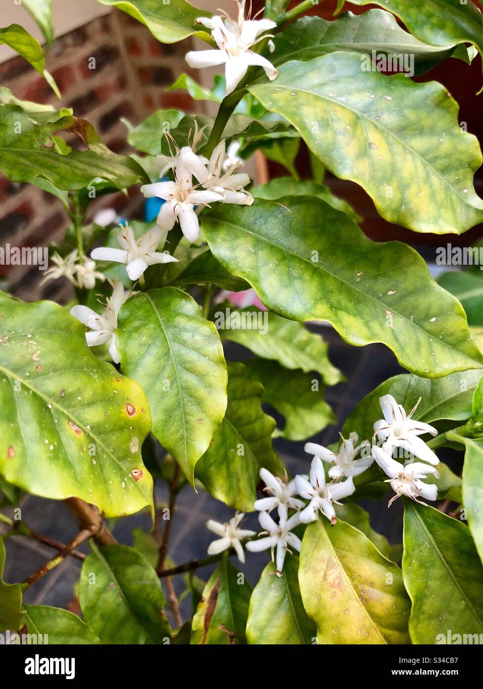 Coffee tree hi-res stock photography and images - Alamy