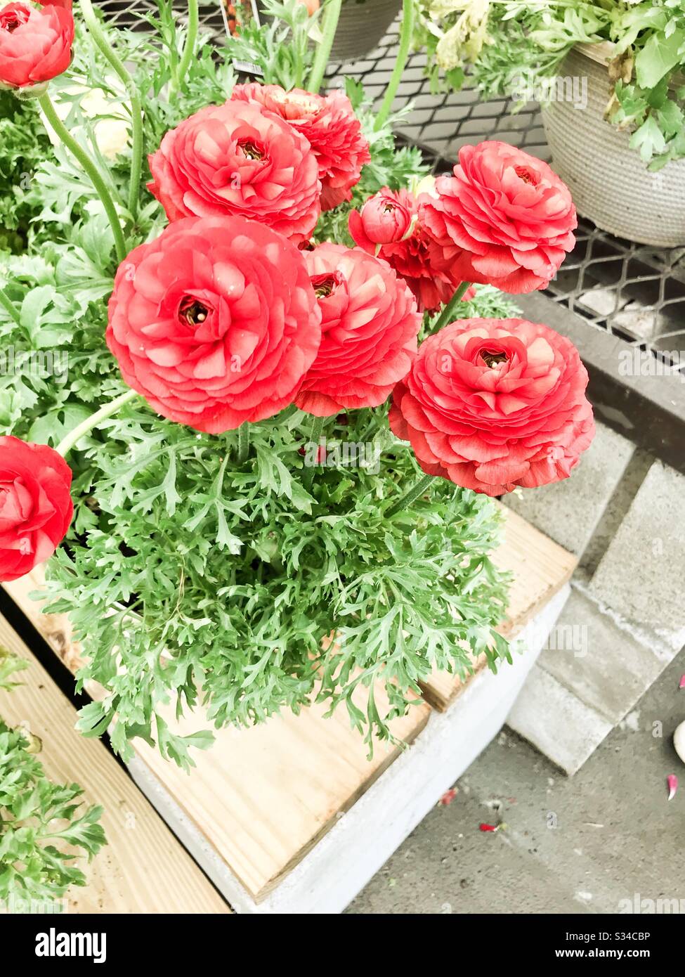 Red Ranunculus asiaticus sold in Garden Center Stock Photo - Alamy
