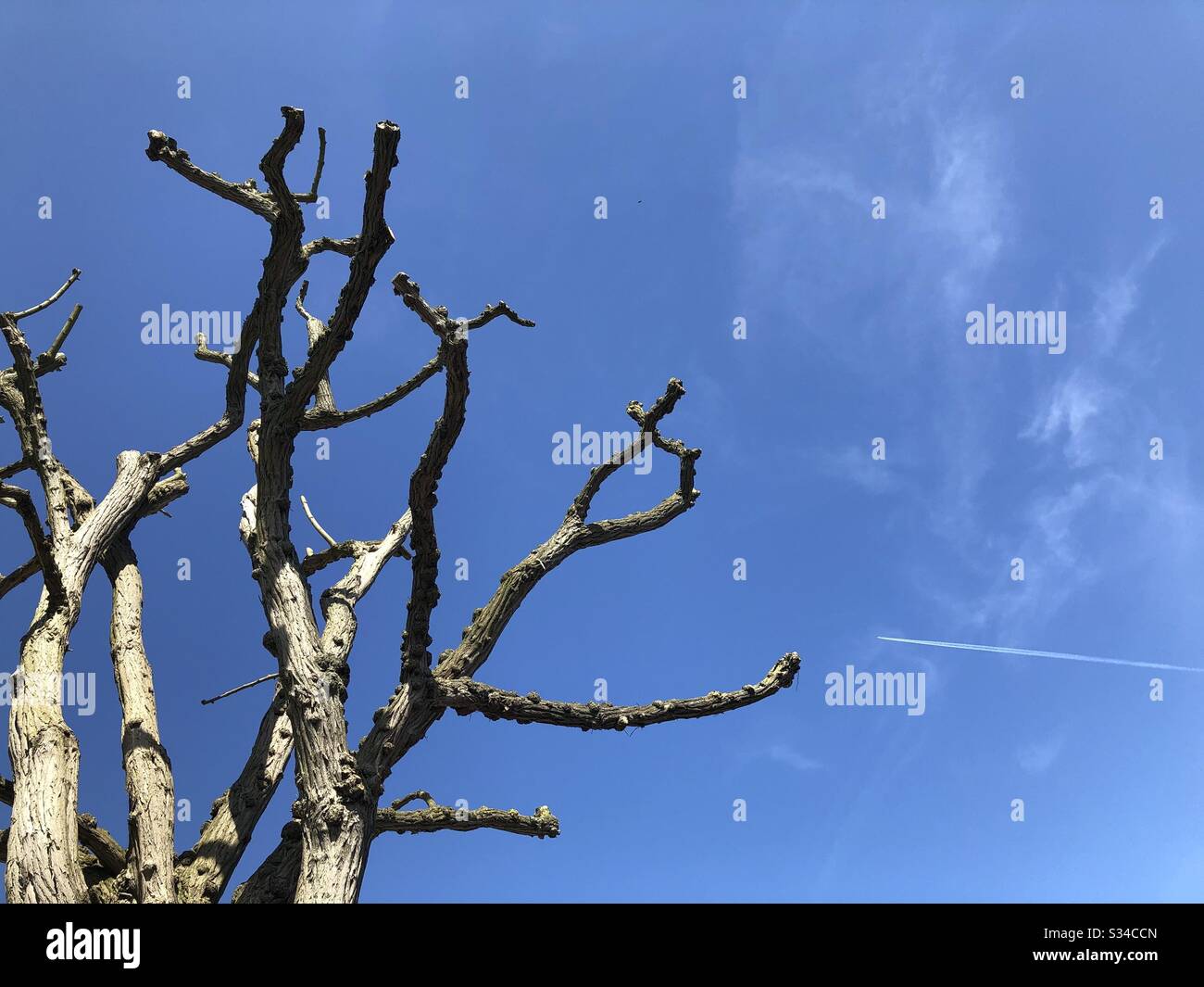 Beautiful plane tree hi-res stock photography and images - Alamy