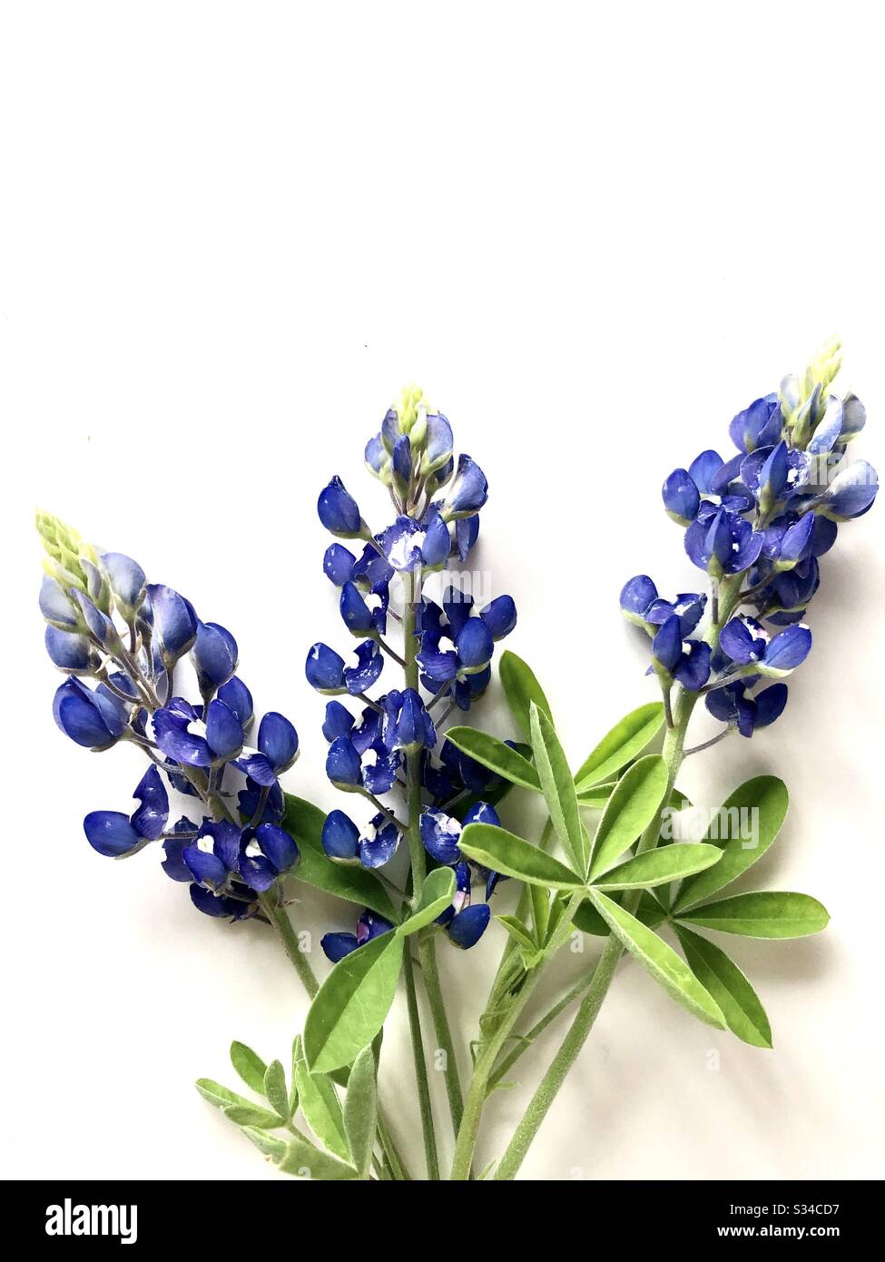 Bluebonnets isolated on a white background with copy space Stock Photo ...