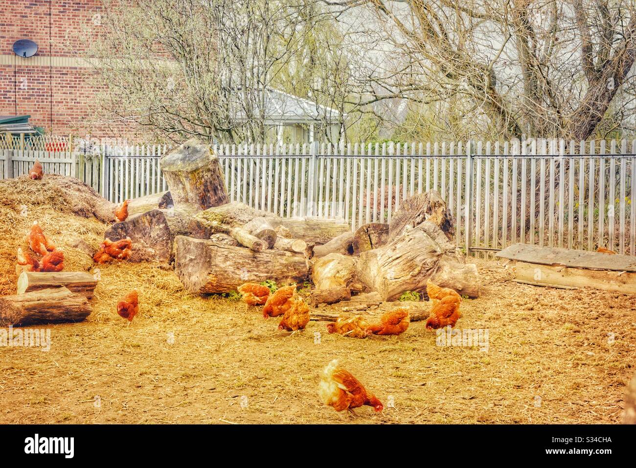 Chickens eating bugs of manure Stock Photo - Alamy