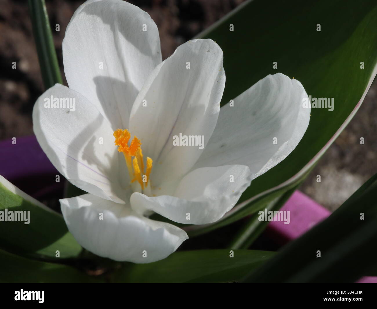crocus in bloom Stock Photo - Alamy