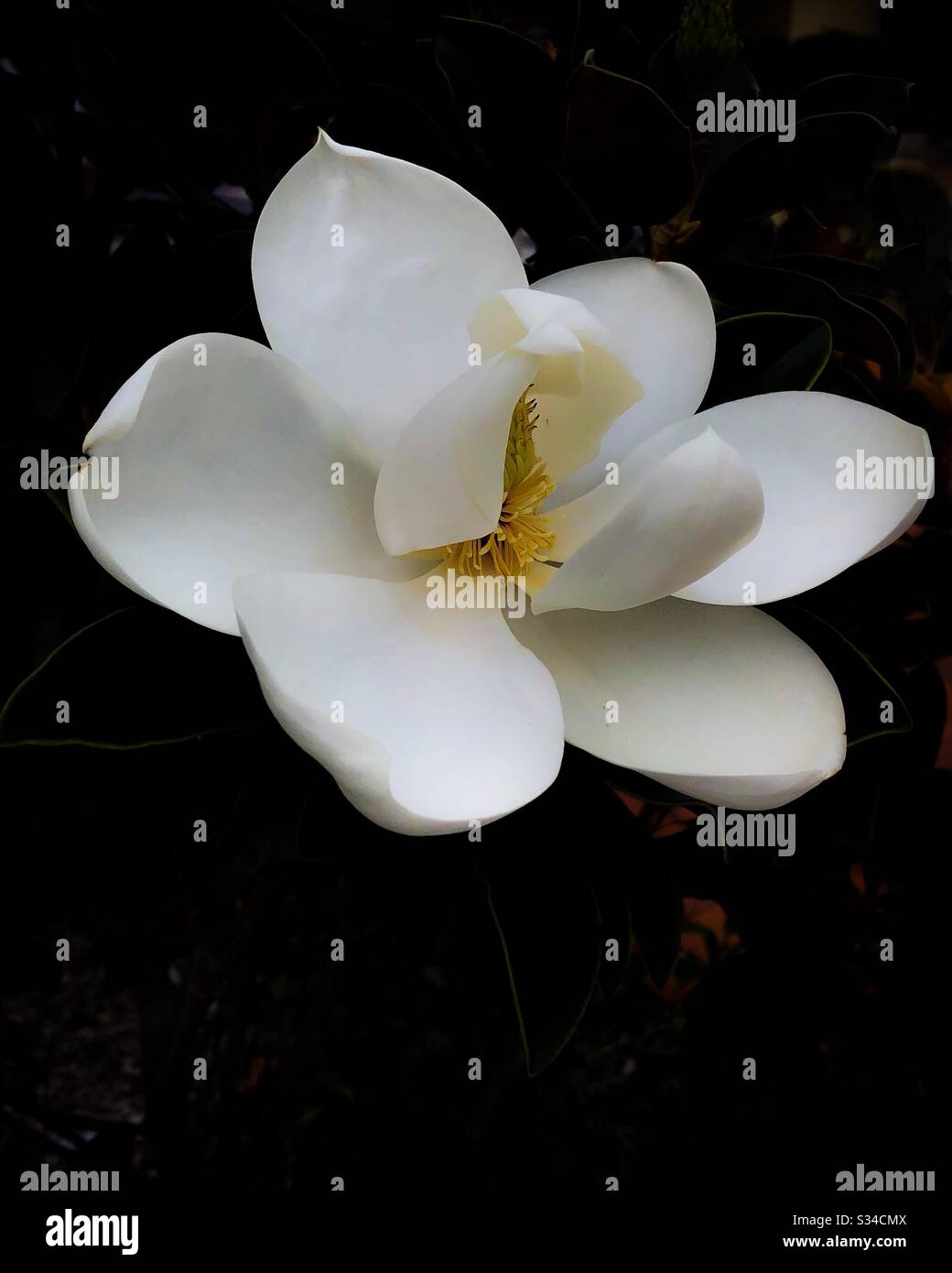 Magnolia little gem flower hi-res stock photography and images - Alamy