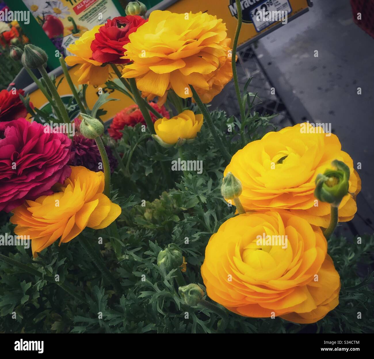 Variety of ranunculus blossoms in a garden center Stock Photo - Alamy