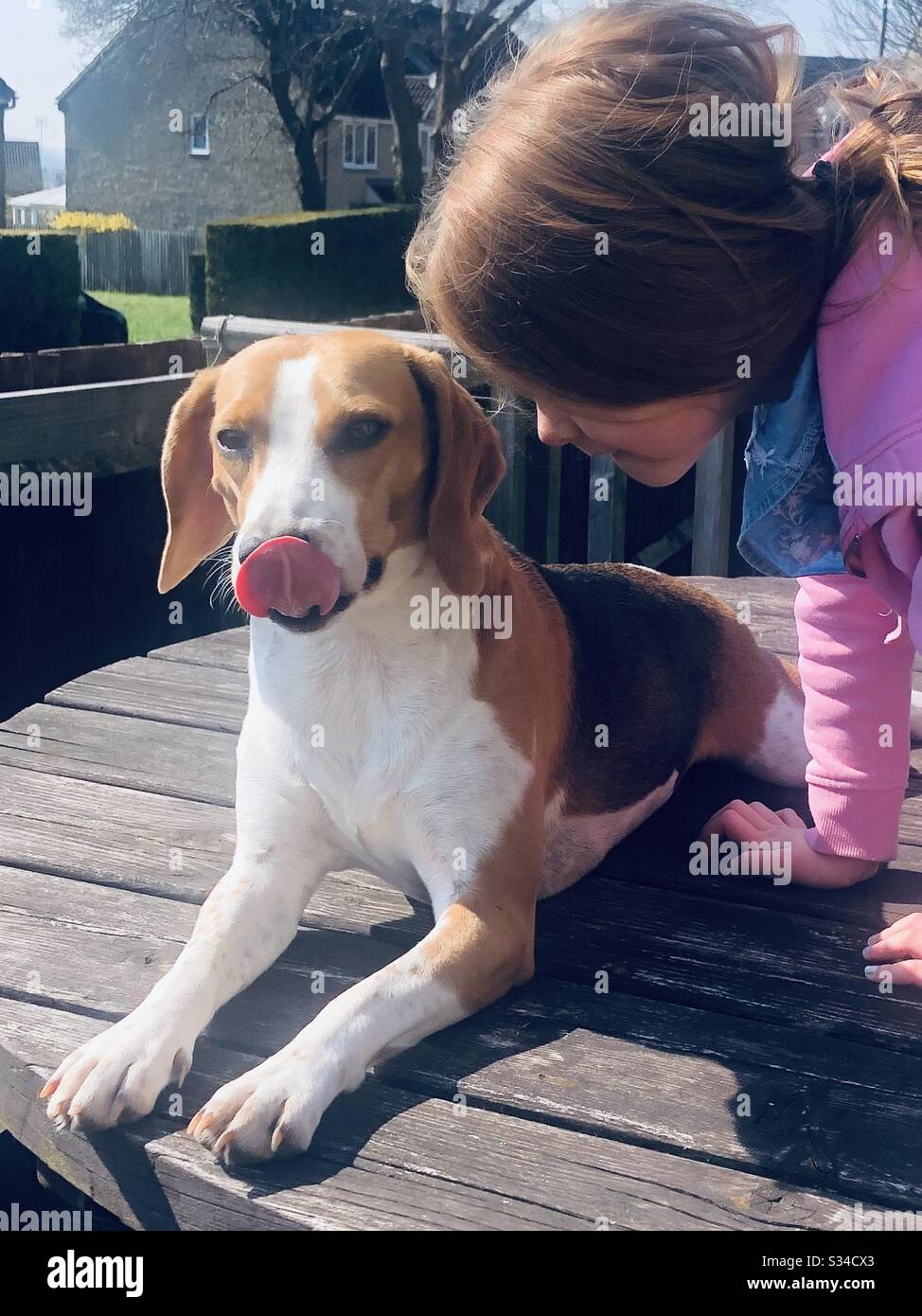 Beagle Love High Resolution Stock Photography and Images - Alamy