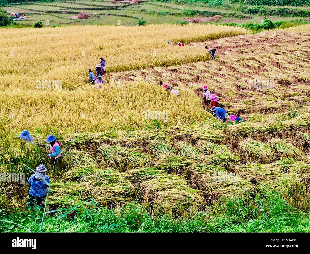 Harvest Field