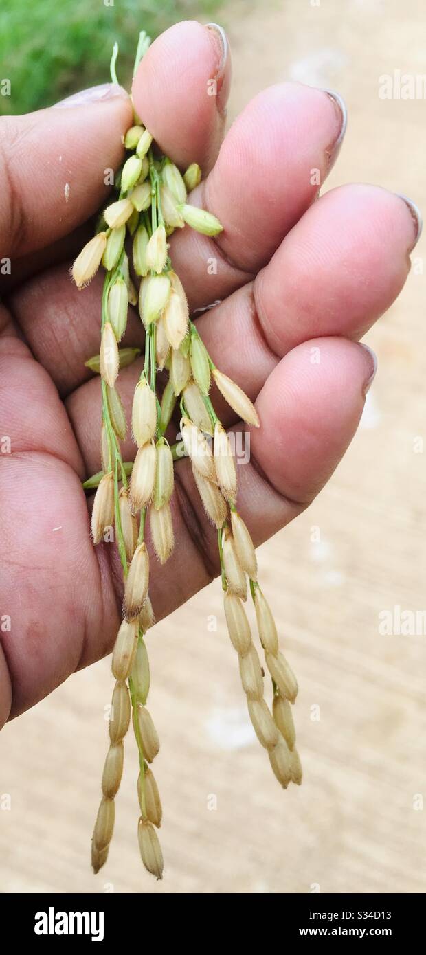 Harvested rice grains Stock Photo - Alamy