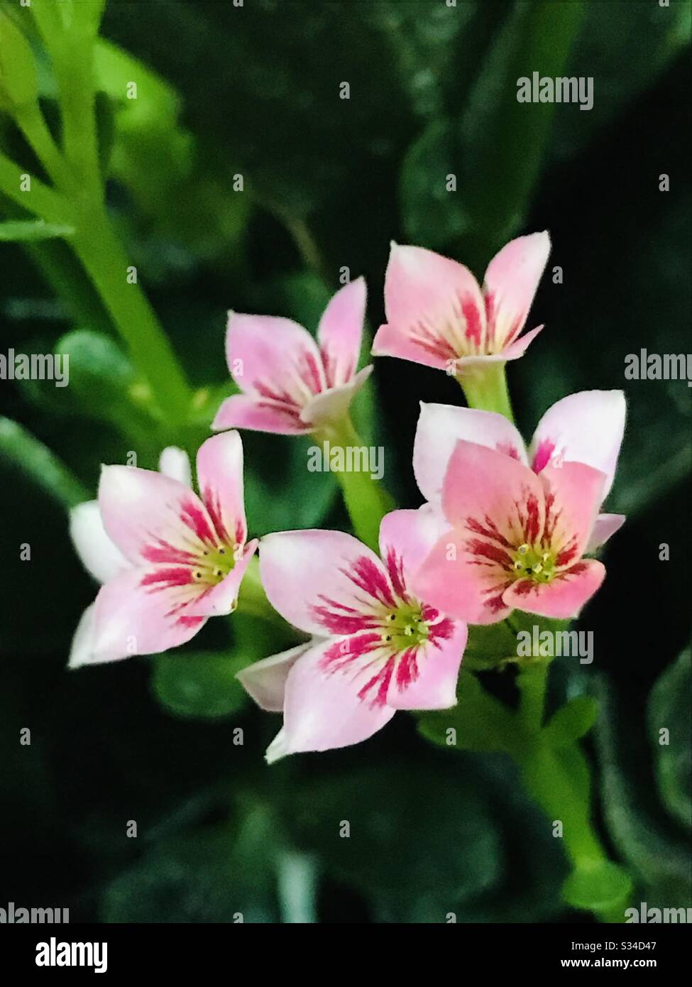 Zoomed in flower hi-res stock photography and images - Alamy