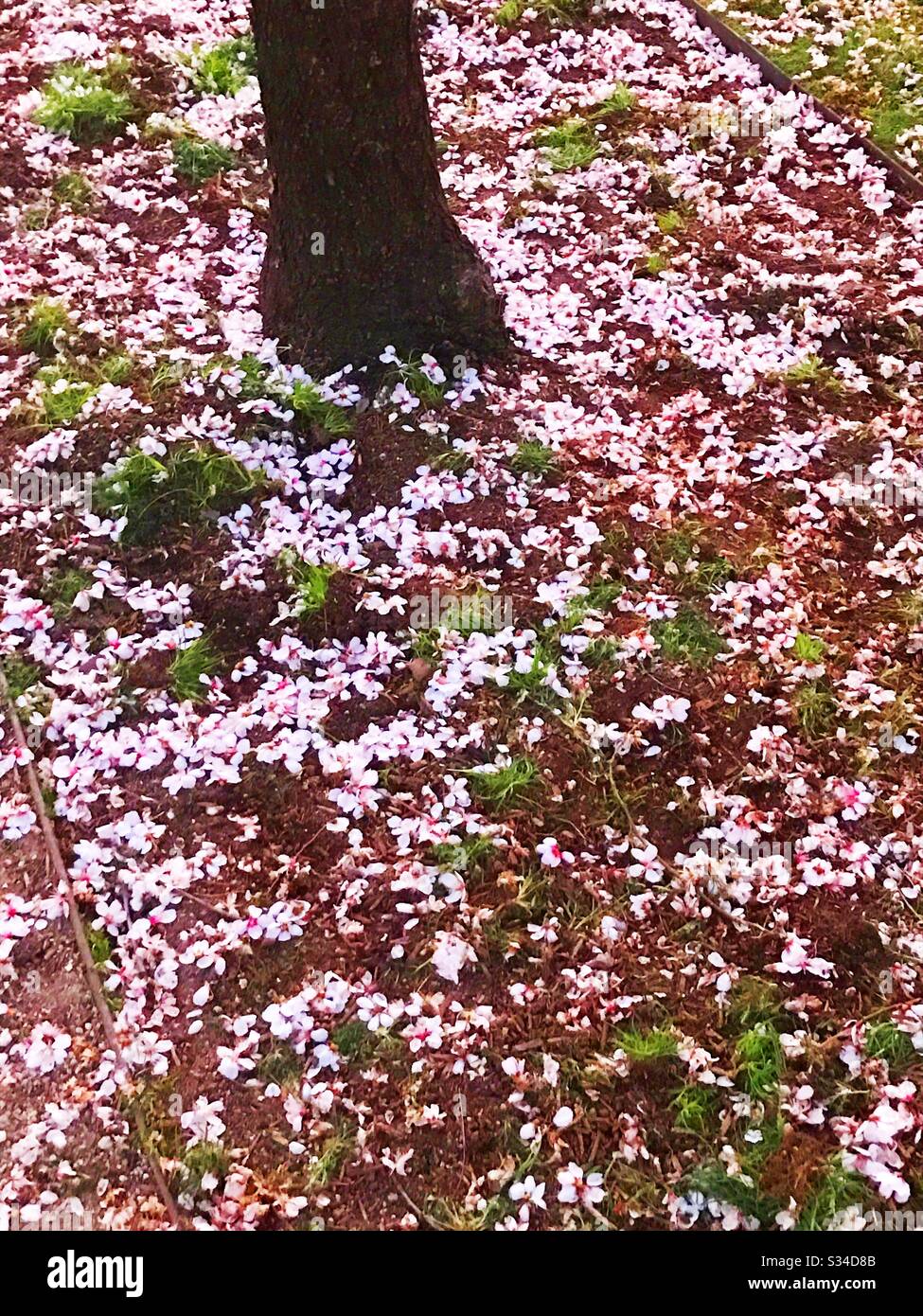 Almond tree trunk hi-res stock photography and images - Alamy
