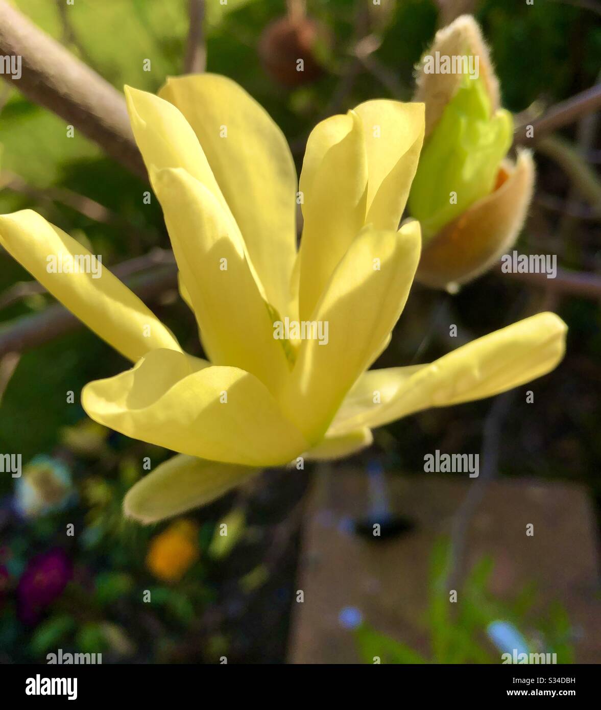 Yellow magnolia hi-res stock photography and images - Alamy