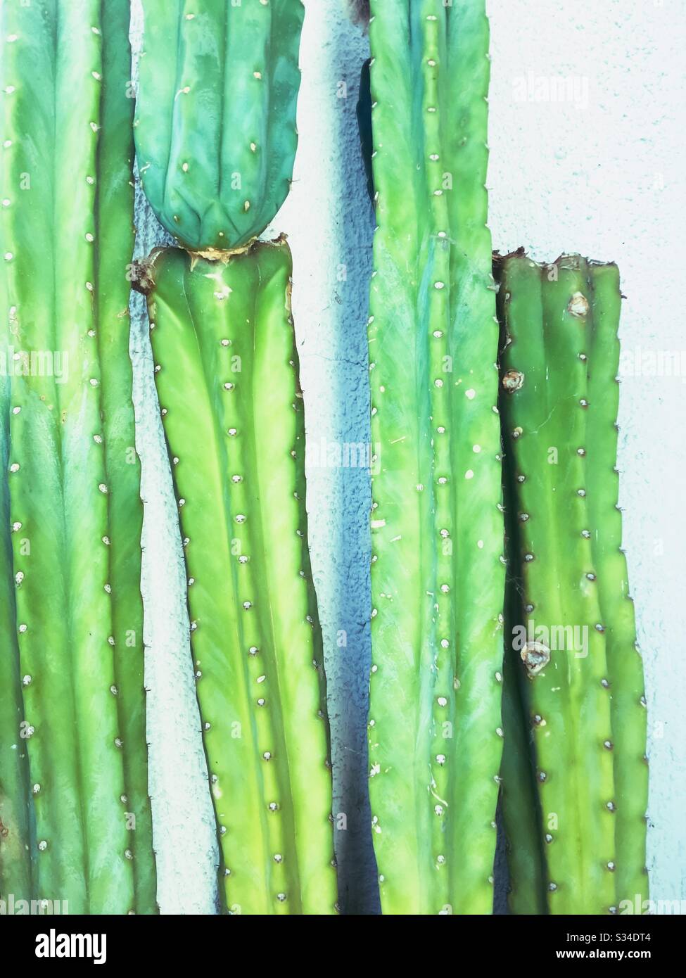 Green cactus hi-res stock photography and images - Alamy