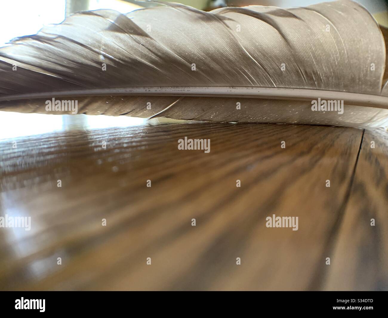 Hard feather hi-res stock photography and images - Alamy