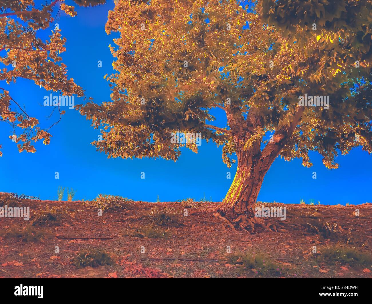 Isolated tree with blue sky background Stock Photo - Alamy