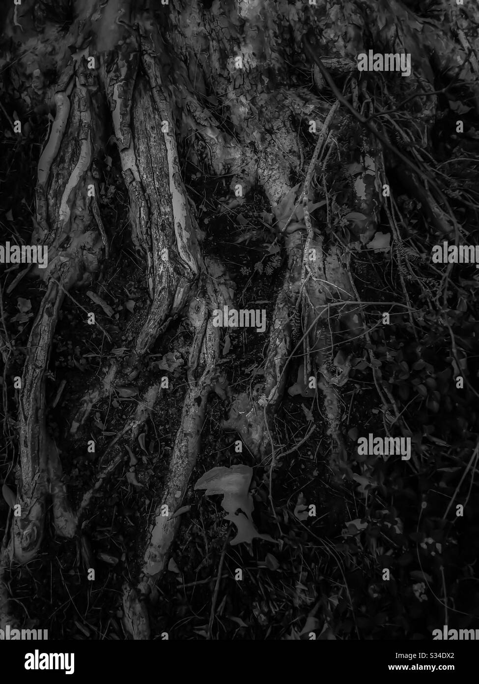 Tree Roots Black And White High Resolution Stock Photography and Images ...