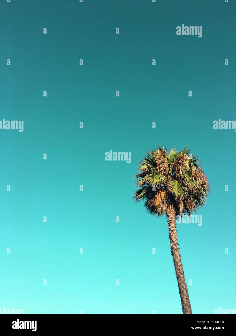 Palm tree isolated blue background hi-res stock photography and images ...