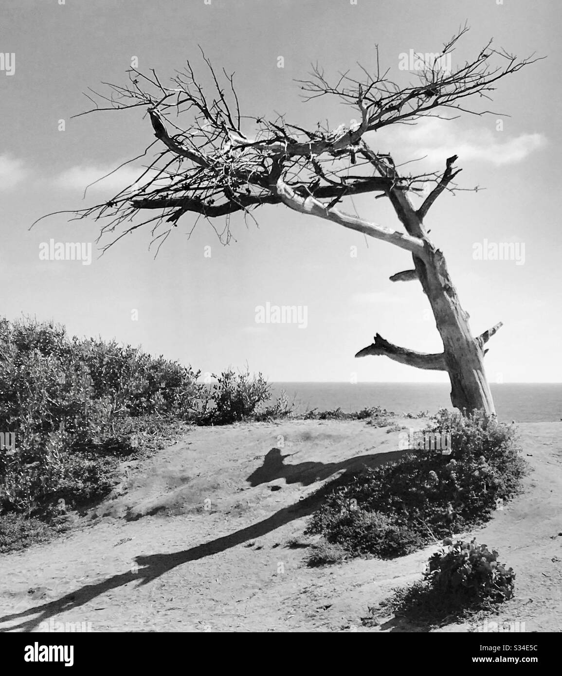 Dominant dead tree hi-res stock photography and images - Alamy
