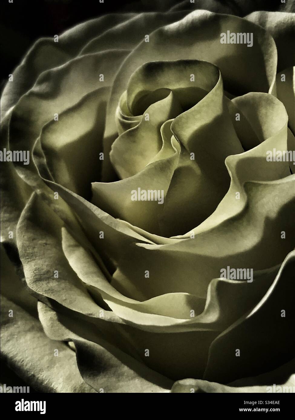 Rose blooming in dramatic lighting Stock Photo - Alamy