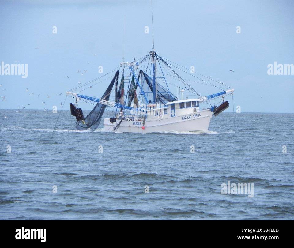 Amelia island florida shrimp hi-res stock photography and images - Alamy