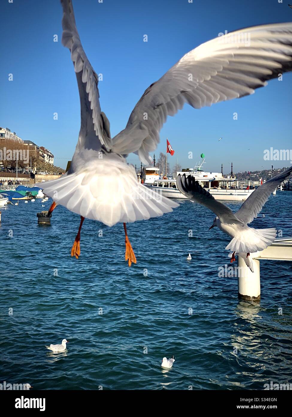 Sunny birds hi-res stock photography and images - Alamy