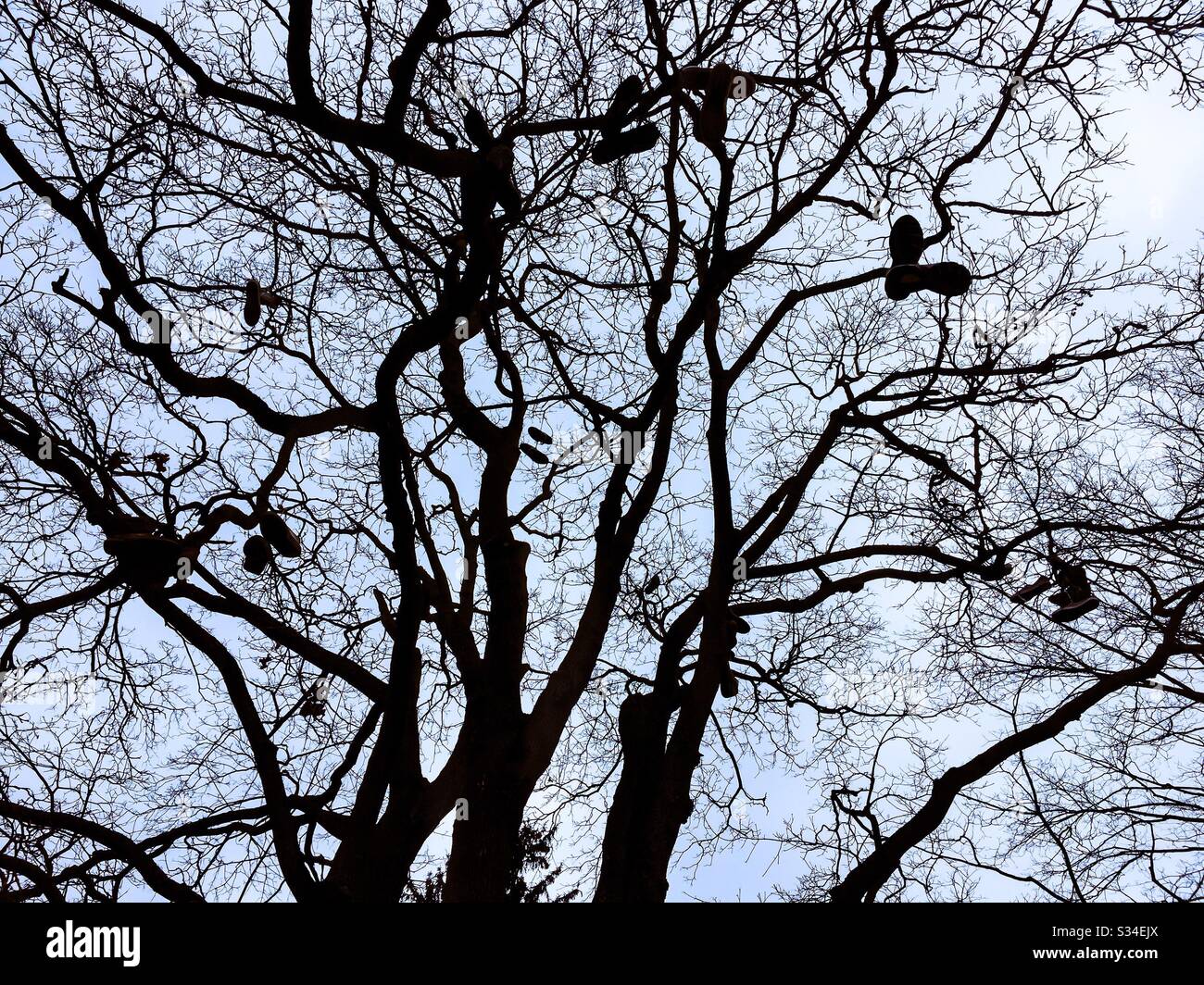 Shoes dangling from bare tree branches: A widely recognized underground ...