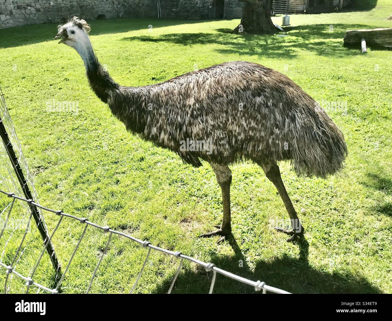 Emu valley hi-res stock photography and images - Alamy